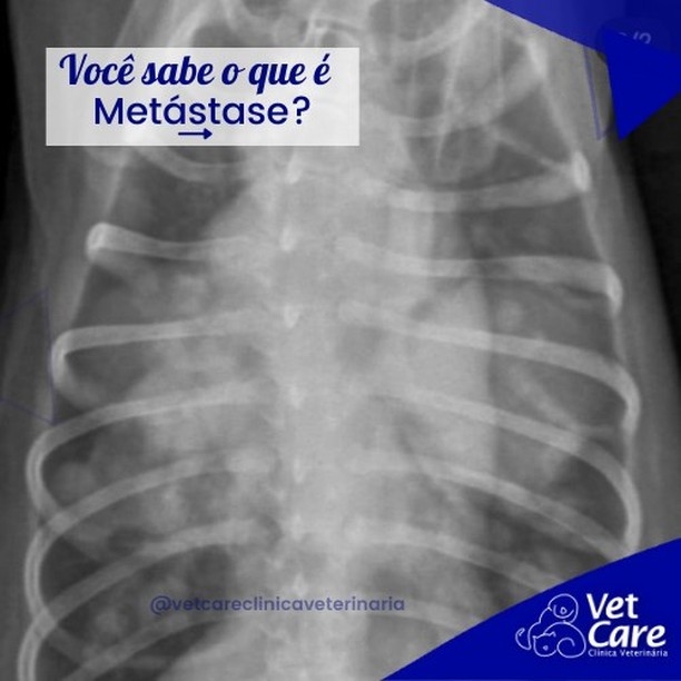 Você sabe o que é Metástase? - Vet Care | Clínica Veterinária 24h